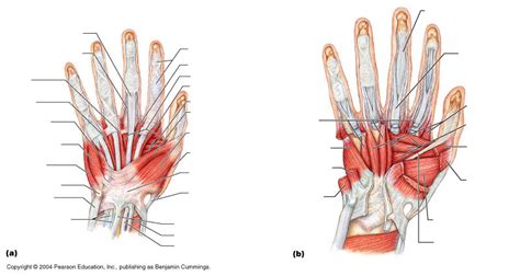 Intrinsic Hand Muscles Diagram Quizlet