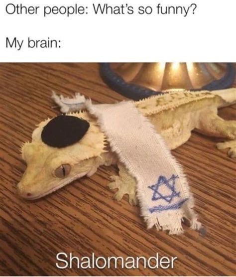 Shalomander Funny Puns Really Funny Memes Whats So Funny
