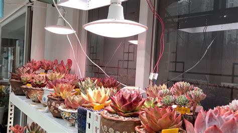 또 주문한 생장등 제가 어설프게 설치했어요타이머 이야기 이쁘게 물들이기 위해서 빨리 설치 했네요 ㅋ~~~~~~💕 Youtube