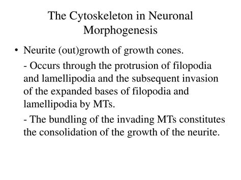 PPT Neuronal Cytoskeleton Structure And Function PowerPoint Presentation ID