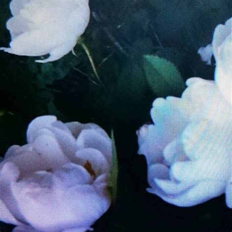 Stream Madi Larson X Ajgor ~ Guidance By Madi Larson Listen Online