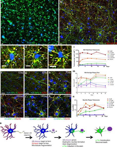 Improved Modeling Of Human Ad With An Automated Culturing Platform For Ipsc Neurons Astrocytes