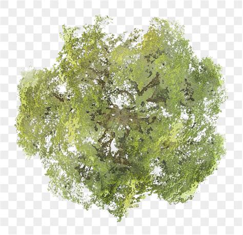 Tree Top View PNG Images Free Photos PNG Stickers Wallpapers Backgrounds Rawpixel