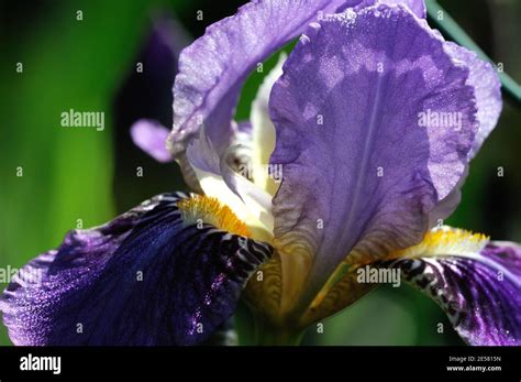 Blue Siberian Iris Stock Photo Alamy