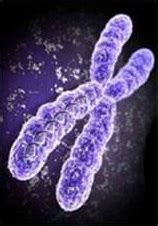 染色体核型分析常用的方法 镜像绮点生物