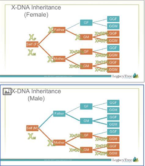 Inheritance Chart 𝟭𝟬 𝗘𝘀𝘀𝗲𝗻𝘁𝗶𝗮𝗹