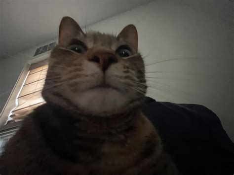 My Tiny Little Squish Sushi Rcatscalledfood