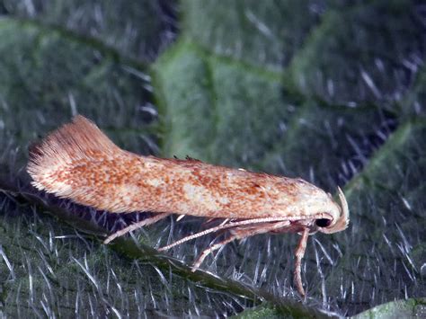 Mompha Ochraceella Somerset Moths