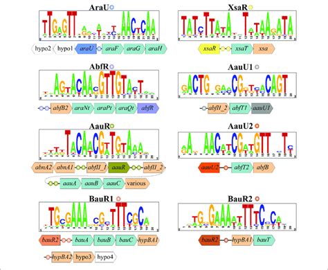 Genomic Context And Dna Binding Motifs Of Regulons Involved In