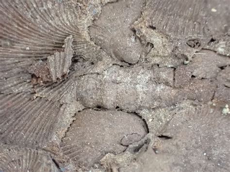 Orthocone Nautiloid Fossil Id The Fossil Forum