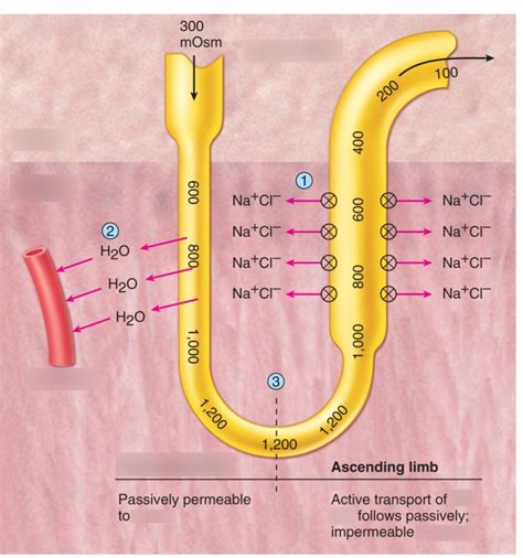 The Countercurrent Multiplier System Diagram Quizlet