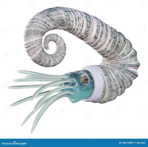 Ammonites Ammonoids Are A Group Of Extinct Marine Mollusc Animals In