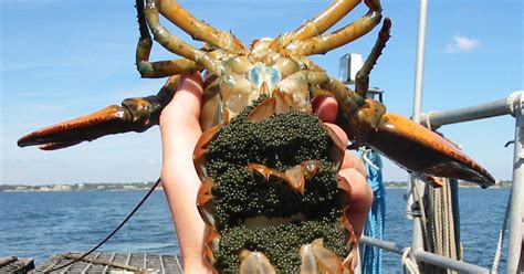 These Tweets Are Like Sex Ed For The Sea The Verge