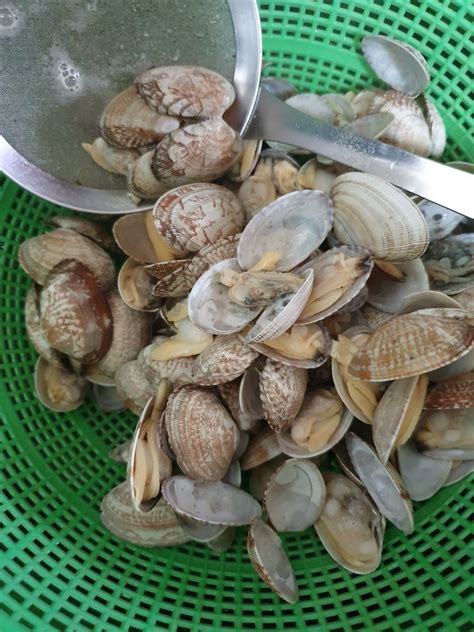 꿀팁🚨제철 바지락조개~💯💯간단하게 해감하는 방법 Feat 시원한🥣바지락쑥꾹은 덤👍👍👍 꿀팁 캐시피드