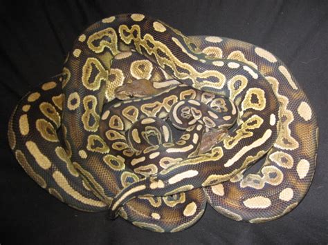 2011 Ball Python Calander