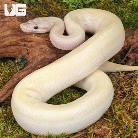 Yearling Male Pastel Blue Eyed Leucistic Ball Python For Sale Underground Reptiles