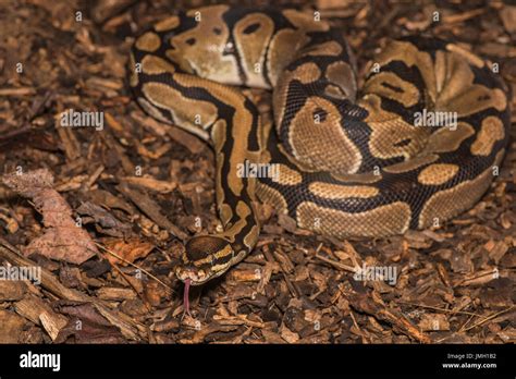 A Royal Python Stock Photo Alamy
