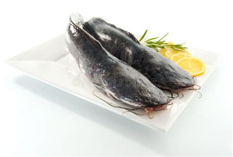 Poissons Chats Photos Stock Téléchargez 1 176 Photos libres de droits