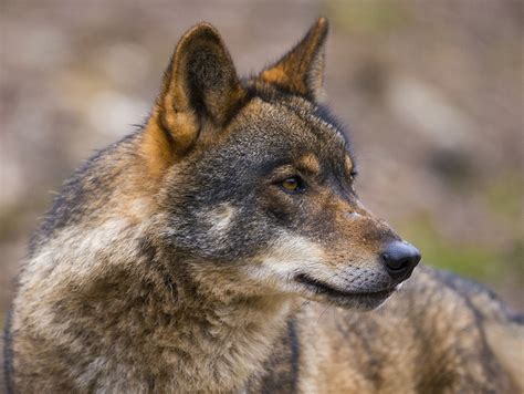 Alor Lobo IbÉrico Centro Del Lobo Ibérico De Castilla León