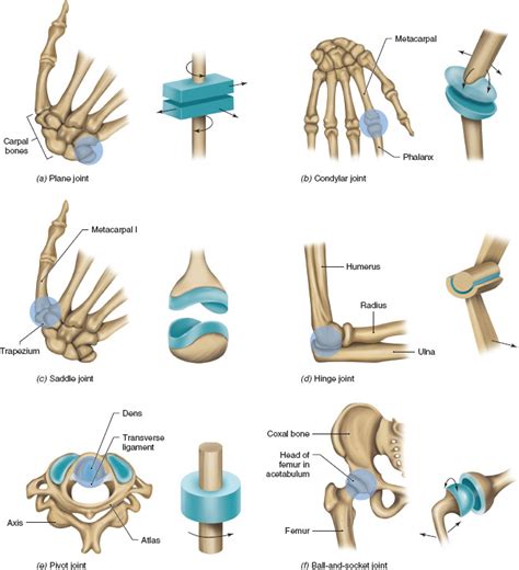 Joints Diagram Quizlet