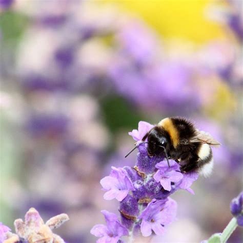 Bee By Theworldinimages On Deviantart