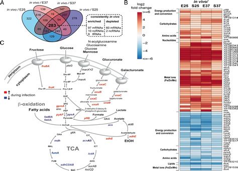 Tissue Dual Rna Seq Allows Fast Discovery Of Infection Specific Functions And Riboregulators