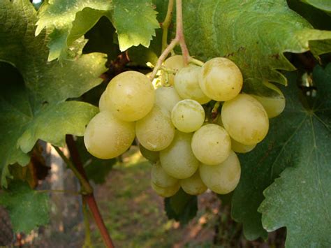 Uva Fragola 500VINI Caorle