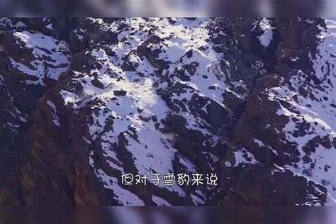 雪豹行走在万丈悬崖上结果一脚踩空跌落悬崖直接粉身碎骨
