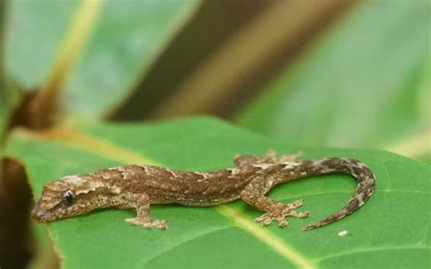 Create The Perfect Mourning Gecko Enclosure In 7 Steps Ebkmuw