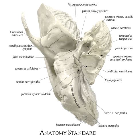 Fossa Jugular Do Osso Temporal