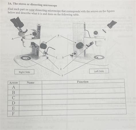 Solved 3a The Stereo Or Dissecting Microscope Find Each