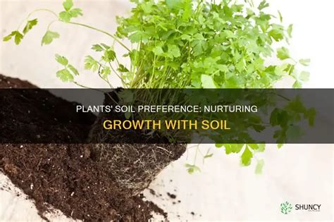 Plants Soil Preference Nurturing Growth With Soil Shuncy