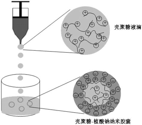 壳聚糖 植酸钠空心纳米胶囊的制备工艺及其应用的制作方法