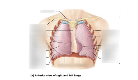Lab Exam 3 Lungs Diagram Quizlet