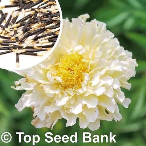 Marigold Seed Etsy