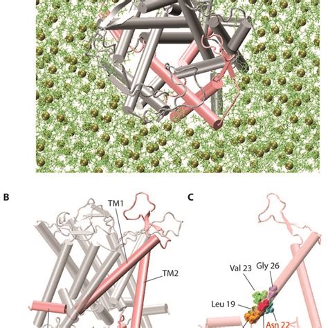 3d Pentameric Structure Of Mscl A The Three Dimensional Structure Of
