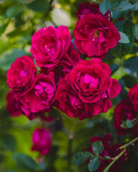 Rozen Verzorging Tips And Informatie 123plantennl