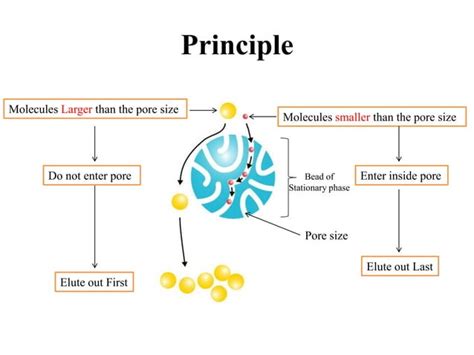 Gel Exclusion Chromatography Pdf Chemistry Science