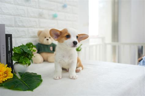 웰시코기분양 사랑스러운 애기 강아지 요요 웰시코기분양 프렌치불독분양 보스턴테리어분양 이탈리안그레이하운드분양 베들링턴테리어분양 셔틀랜드쉽독분양 코카스파니엘분양 퍼그분양