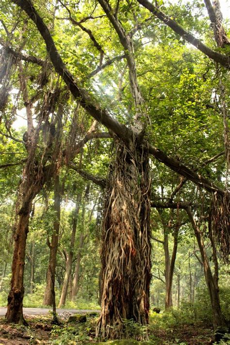 Banyan Tree Stock Image Image Of Banyon Branches Trail 255328031