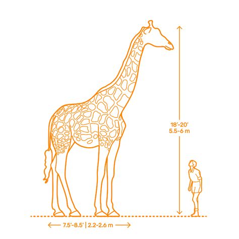 Giraffe Dimensions And Drawings Dimensionsguide