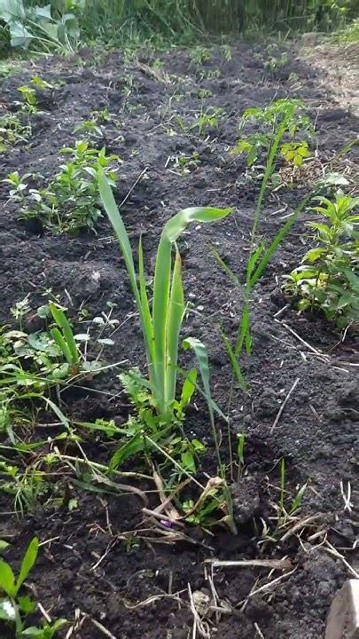 Розсада томатів біля канави Youtube