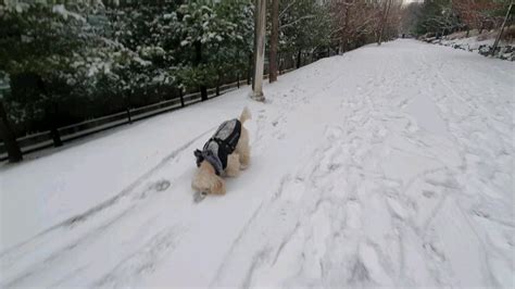 코카스파니엘 투투~ Soop Vod