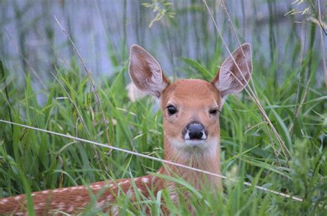 The Wink Photograph By Bonfire Photography Fine Art America