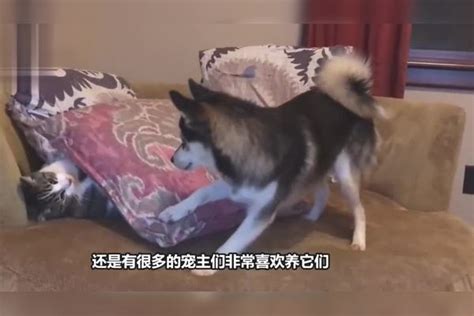 主人怕哈士奇拆家，给它找了只猫头鹰解闷，镜头拍下搞笑一幕哈士奇猫头鹰镜头