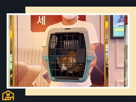 코리안숏헤어 감자 책임분양 말티폼분양전문 원주시강아지분양 친칠라분양 소형강아지 오드아이고양이 아메리칸컬분양 브리더분양 요크셔 빅토리아펫보호소 입양완료