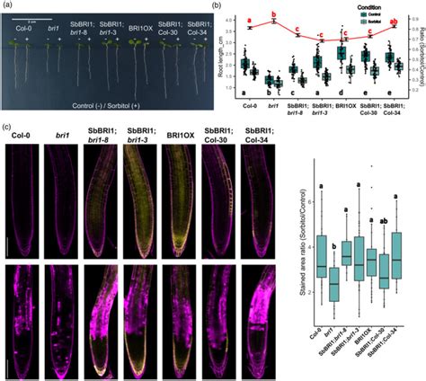 Untargeted Mutagenesis Of Brassinosteroid Receptor Sbbri1 Confers