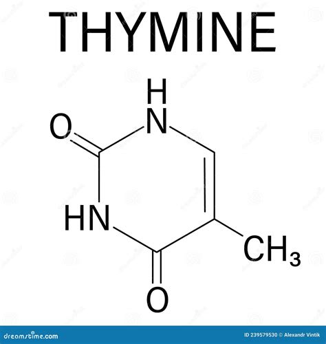 Thymine Nucleobase Molecule Present In Dna Skeletal Formula Cartoon Vector Cartoondealer