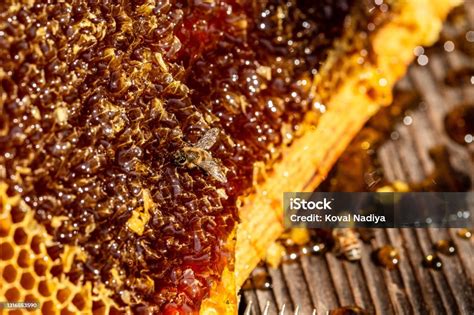꿀 세포에 작업 꿀벌의 보기를 닫습니다 벌집에 신선한 꿀벌 꿀로 가득 한 꿀벌 왁스 구조프레임 0명에 대한 스톡 사진 및 기타 이미지 Istock