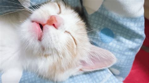 아기고양이를 입양했어요 ️ 새끼고양이 냥줍 구조 [ep 1 춘자와 첫 만남] Youtube